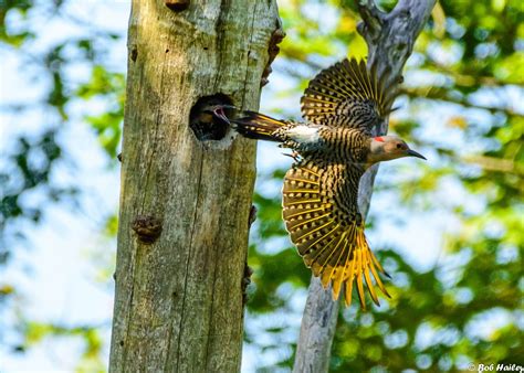 Northern Flicker Feather Yellow