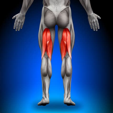 Muscle Group Of The Week Hamstrings Moyer Total Wellness