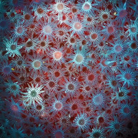 Filteroptolong Lp Dapi Pn31001 Optical Filter Fluorescence Filter