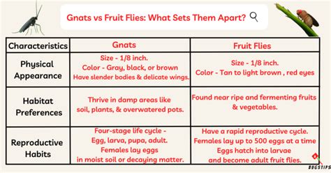 Gnats Vs Fruit Flies Spotting The Difference Bugstips