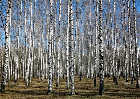 初春的白桦林