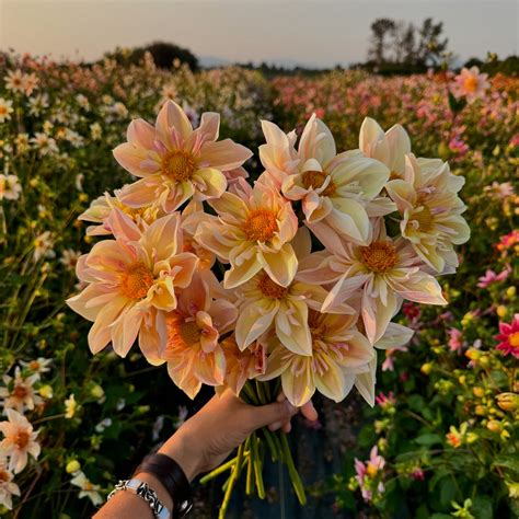 Erin Benzakein Floret Floretflower • Instagram Photos And Videos