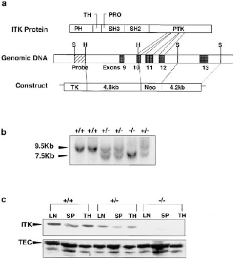 Disruption Of The Itk Gene A Domain Structure Of The Itk Protein And