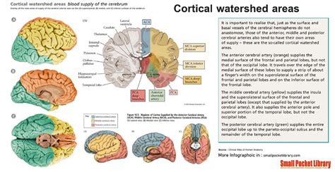 Poster Info Cortical Watershed Areas Via Blogger Ifttt Flickr