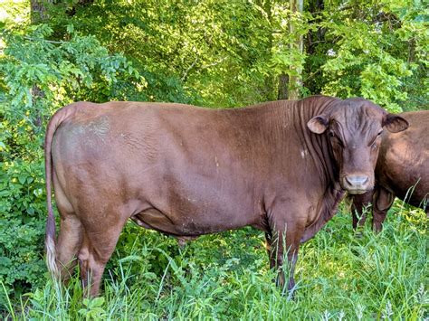 Registered Purebred Bull 3 Yr Old 5440 Son South Poll Grass Cattle