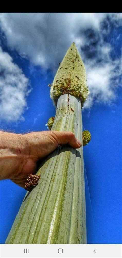 Phallic Flower Spikes Of Australia Album On Imgur