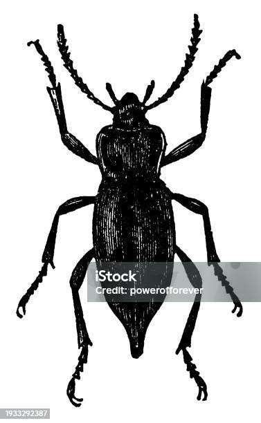 Cellar Beetle Insect 19th Century Stock Illustration Download Image