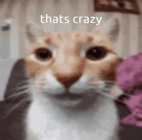 Crazy Wow  Crazy Wow Thats Crazy Discover And Share S