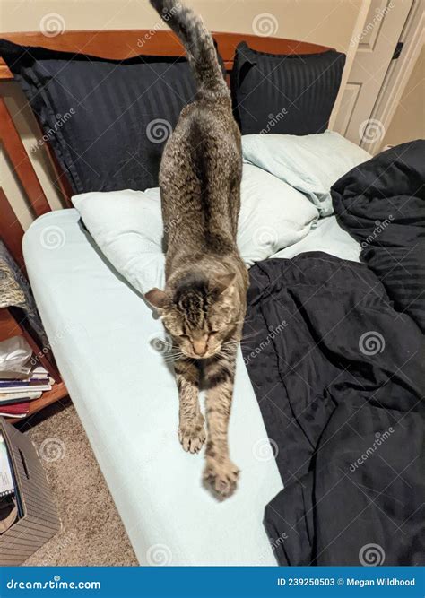 Kitty Stretch Stock Image Image Of Stretching Carnivore 239250503