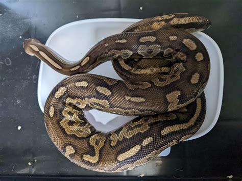 Cinnamon Het Pied Ball Python By Artis Serpentium Morphmarket