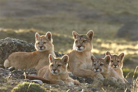 Habitat Du Puma Puma Sichtungstour Ab Puerto Natales Buchen Sie