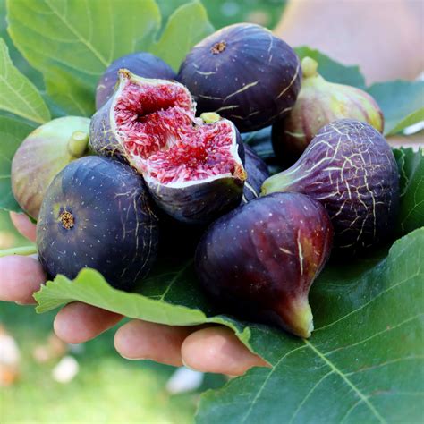 Fig Fruit Tree