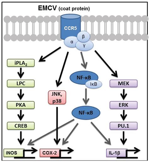 Biomolecules Special Issue Transcriptional Regulation Of Pro