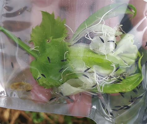 A Passionfruit Flower Infested With The Nitidulid Beetle Conotelus Sp