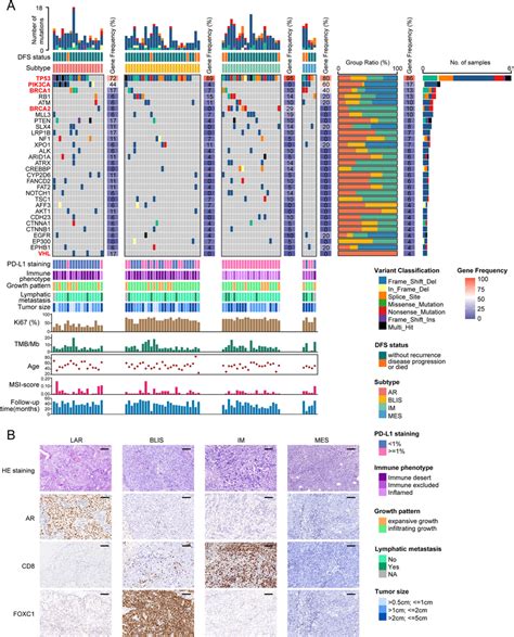 Comparison Of The Mutational Landscapes Of The Four Molecular Subtypes