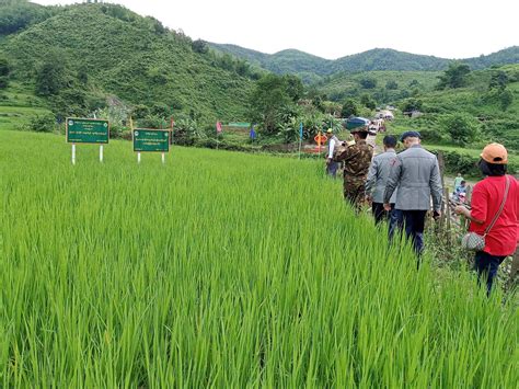 မက်မန်းမြို့နယ်တွင် မိုးစပါးစိုက်ပျိုးဧက၉၆၆၀ဧက အောင်မြင်စွာစိုက်ပ