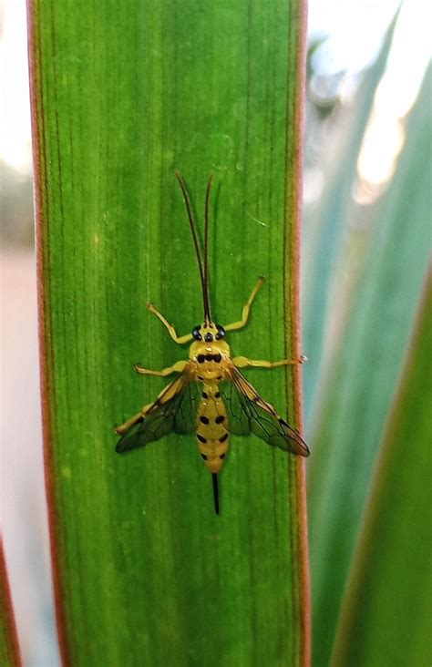 Xanthopimpla From Tower 1 Oceanus Vista Kasavanahalli Bengaluru Karnataka 560035 India On
