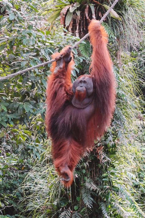 Hanging With Orangutans At Semenggoh Wildlife Centre
