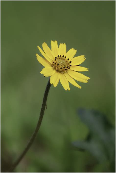 Bunga Kuning Kelopak Foto Gratis Di Pixabay Pixabay