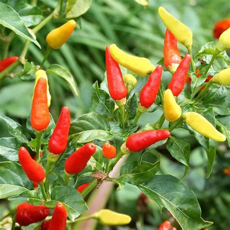 Tabasco Pepper Seeds Holmes Seed Company