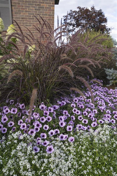 Dwarf Purple Fountain Grass 25 Dwarf Fountain Grass Pennisetum