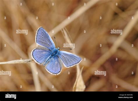 This Is The Common Blue Butterfly Polyommatus Icarus As Its Name
