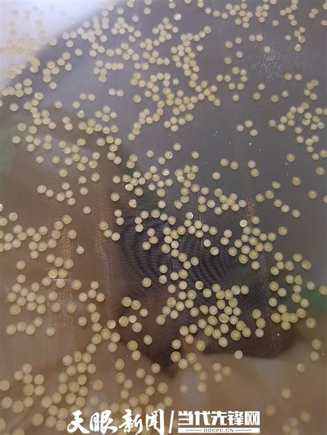 “淡水之王”孵化率超75 ！贵州研究团队专注斑鳠繁育获突破
