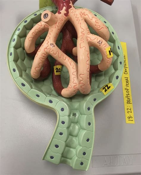 Parts Of Renal Corpuscle Pt 2 Diagram Quizlet