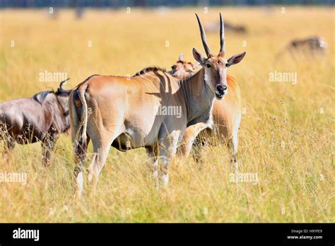 Beautiful Antilope In The Nature Habitat Green Grassland African
