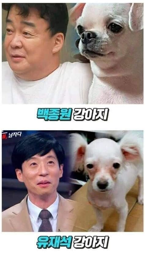 백종원 강아지와 유재석 강아지 유머움짤이슈 에펨코리아