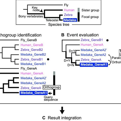 Schematic Overview Of Orthoscope Analysis A Orthogroup Download Scientific Diagram