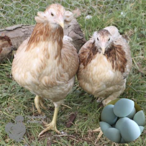 Ameraucana Chickens Eggs