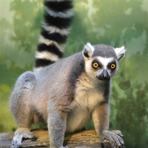 Lemur Animal