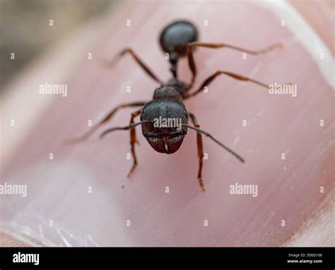 Macro Photograph Of An Ant On A Human Finger Detailed View Of Head