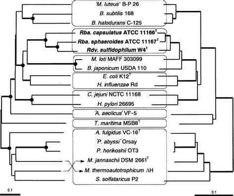 Comparison Of The Fpp Synthase Amino Acid Sequence Left And 16s Rrna Download Scientific
