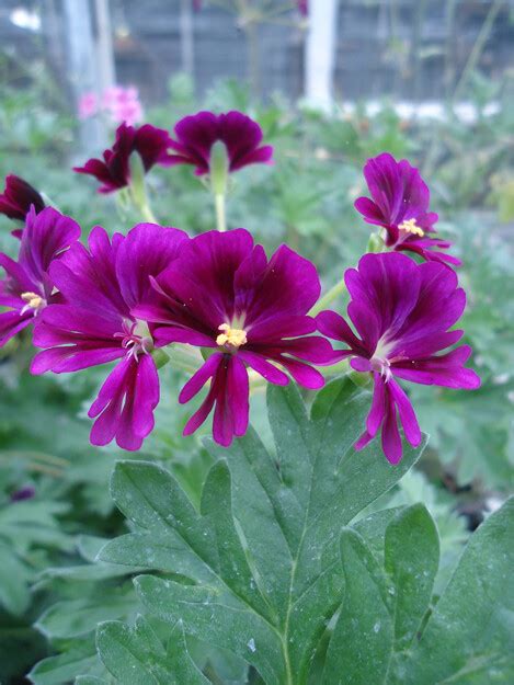 P X Brigitte Stisser