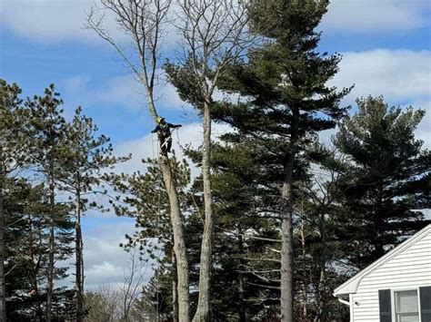 Tree Pruning Juarez Landscaping And Tree Services