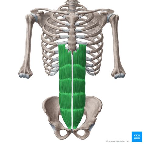 Rectus Abdominis Origin Insertion Innervationfunction Kenhub