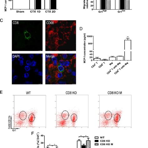 Transfer Of Cd8 T Cells Into Cd8 Ko Mice Rescued The Impaired Muscle