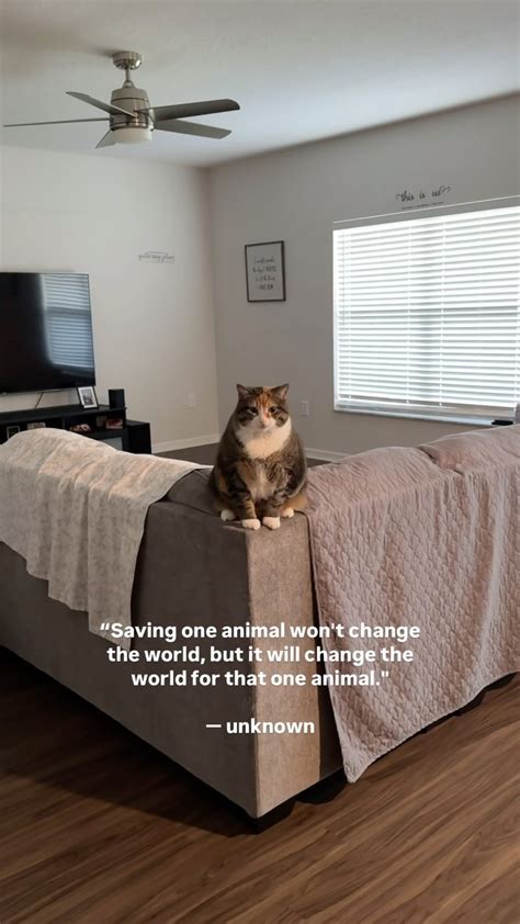 Sweet Sophia And Affectionate Annie — Cat Duo 🥐🐾 Tophieandbanannie