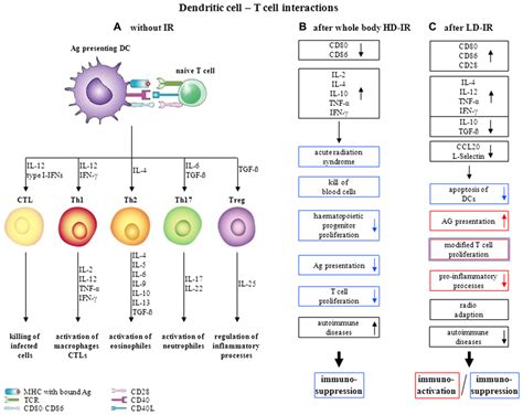 Dendritic Cellt Cell Interactions And Its Variations Upon Irradiation