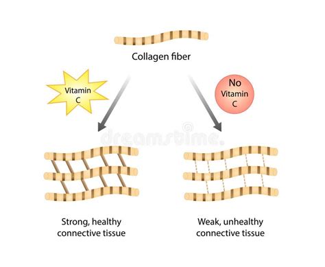 Collagen Vitamin C Collagen Fibers Connective Tissue Beauty Nutrition Skin Care Anti Aging