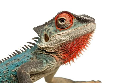 Vibrant Blue Lizard Close Up Shot Against White Background Reptile Detail Stock Illustration