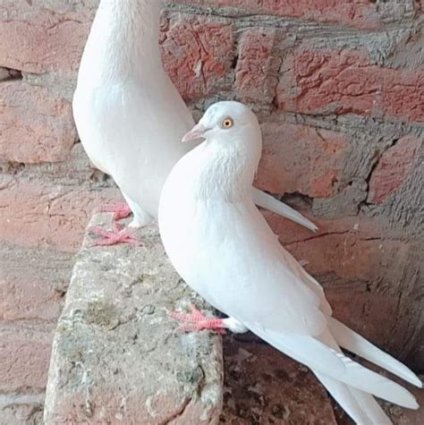 پٹی والے کبوتر