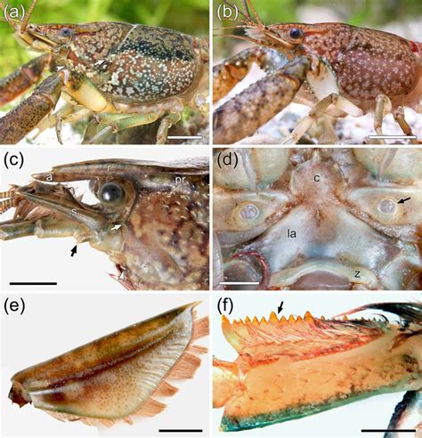 Cephalothorax Crayfish A New Species Of Crayfish Of The Genus