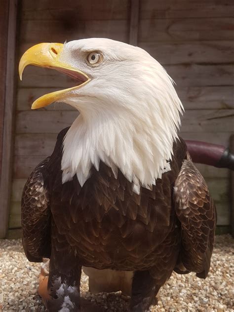 Archie The Bald Eagle Is 30 Years Old This Year Paradise Park