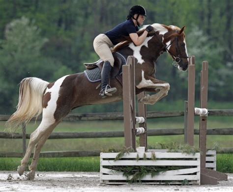 Pin On Missouri Fox Trotter