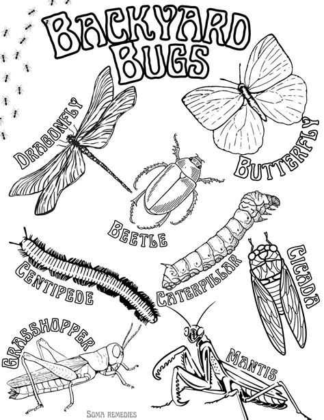 Backyard Bugs Coloring Page Nature And Plant Coloring Pages
