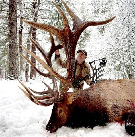Judges Certify Brooks Bull As Pandy World Record Non Typical Elk
