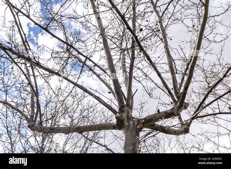 Branches Of Various Deciduous Trees In Winter With Angular Shapes And A Sky Full Of Clouds Stock